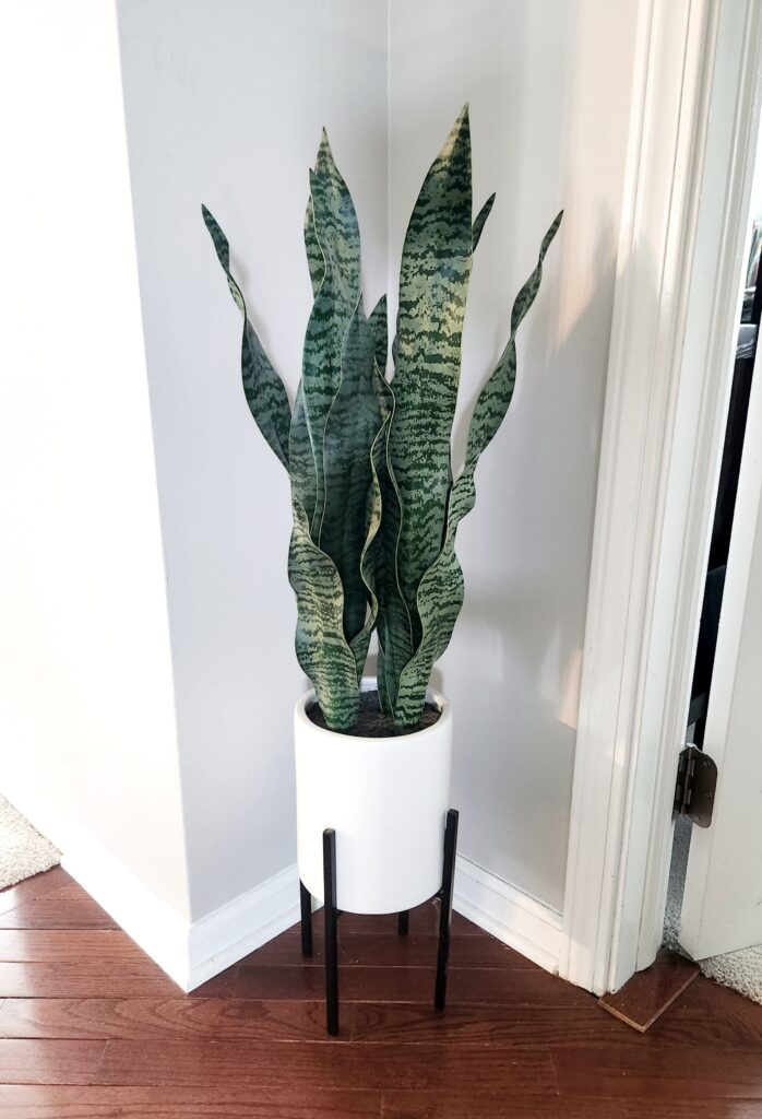 The Best Real & Faux Plants for Your Home Decor - East Third Street